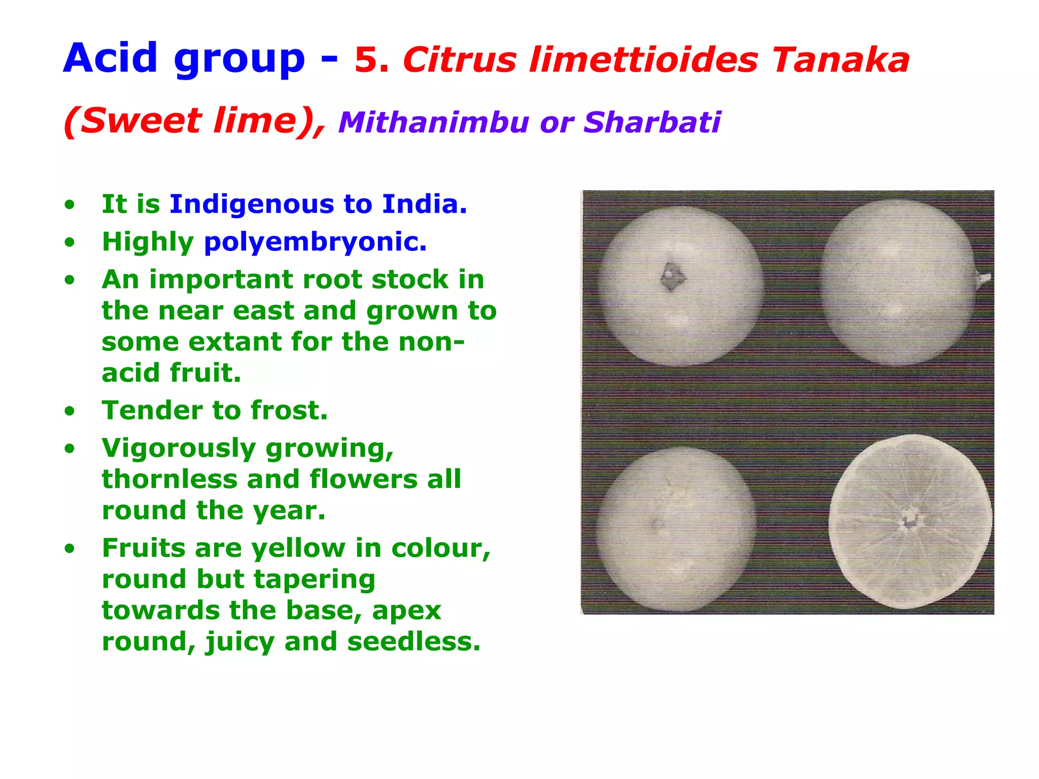 citrus classification | PPT | Gardening | Home & Garden
