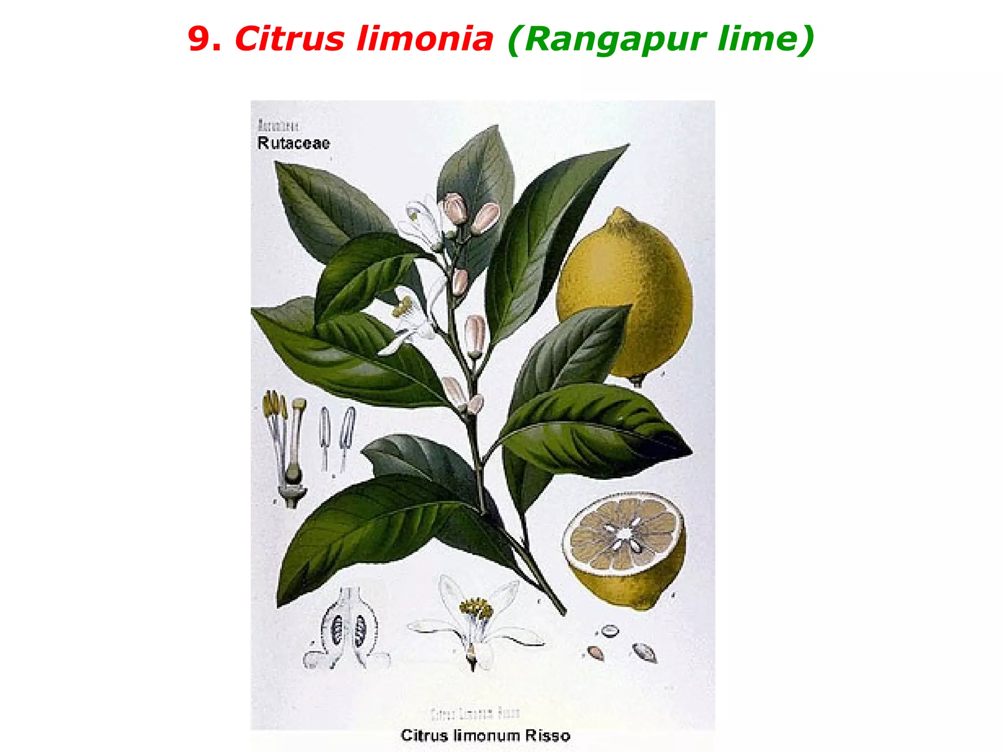 citrus classification | PPT | Gardening | Home & Garden