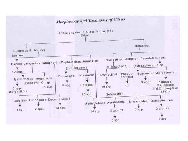 citrus classification | PPT | Gardening | Home & Garden