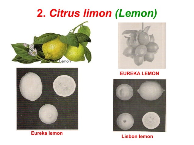 citrus classification | PPT | Gardening | Home & Garden
