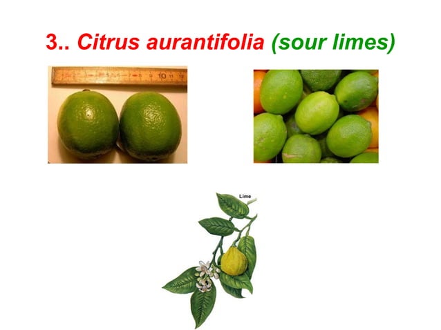 citrus classification | PPT | Gardening | Home & Garden