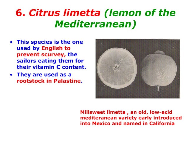 citrus classification | PPT | Gardening | Home & Garden