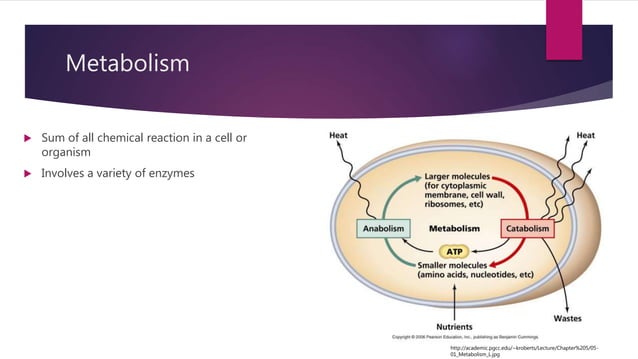 2.1 molecules to metabolism | PPTX