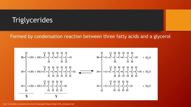 2.3 carbohydrates and lipids | PPT