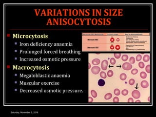RED BLOOD CELL AND HAEMATOCRIT | PPT