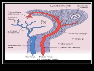 SPLEEN AND RETICULOENDOTHELIAL SYSTEM | PPT | Blood Disorders ...