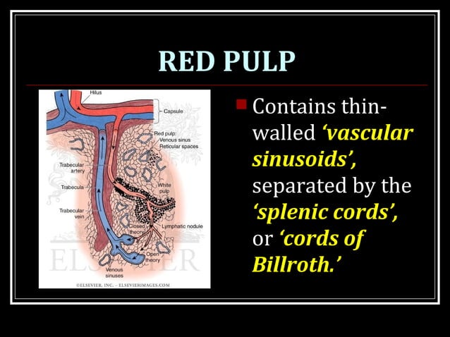 SPLEEN AND RETICULOENDOTHELIAL SYSTEM | PPT | Blood Disorders ...
