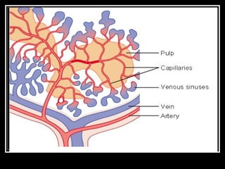 SPLEEN AND RETICULOENDOTHELIAL SYSTEM | PPT | Blood Disorders ...