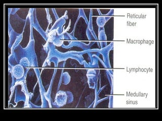 SPLEEN AND RETICULOENDOTHELIAL SYSTEM | PPT | Blood Disorders ...
