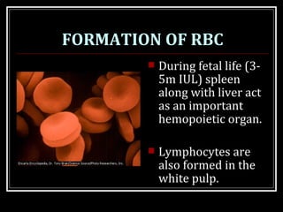 SPLEEN AND RETICULOENDOTHELIAL SYSTEM | PPT | Blood Disorders ...