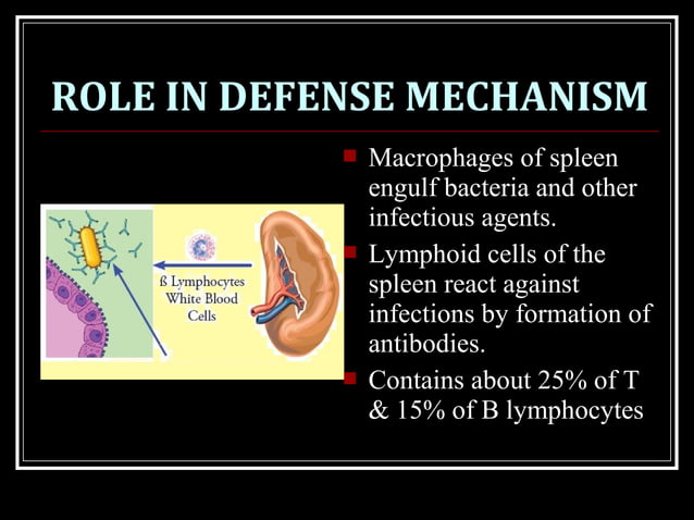 SPLEEN AND RETICULOENDOTHELIAL SYSTEM | PPT | Blood Disorders ...