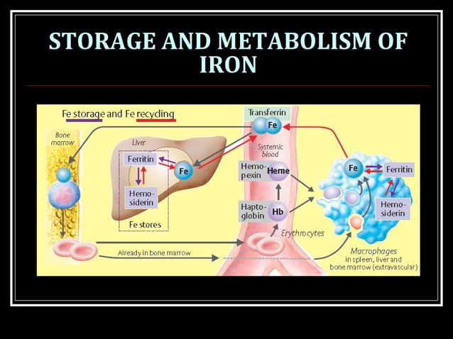 SPLEEN AND RETICULOENDOTHELIAL SYSTEM | PPT | Blood Disorders ...