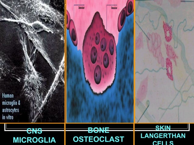SPLEEN AND RETICULOENDOTHELIAL SYSTEM | PPT | Blood Disorders ...
