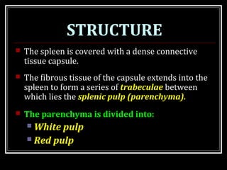 SPLEEN AND RETICULOENDOTHELIAL SYSTEM | PPT | Blood Disorders ...