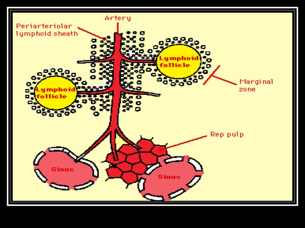SPLEEN AND RETICULOENDOTHELIAL SYSTEM