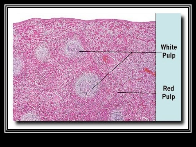 SPLEEN AND RETICULOENDOTHELIAL SYSTEM