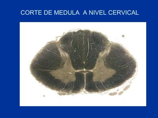 Anatomía y Fisiología de la Médula Espinal - AVC | PPTX