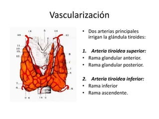 2. glándula tiroides y paratiroides. | PPTX