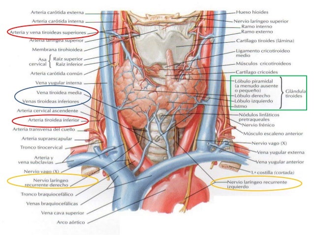 2. glándula tiroides y paratiroides.