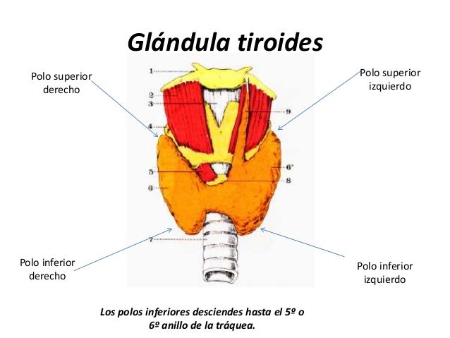 2. glándula tiroides y paratiroides.