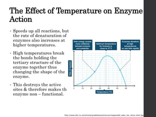 2.5 enzymes | PPTX