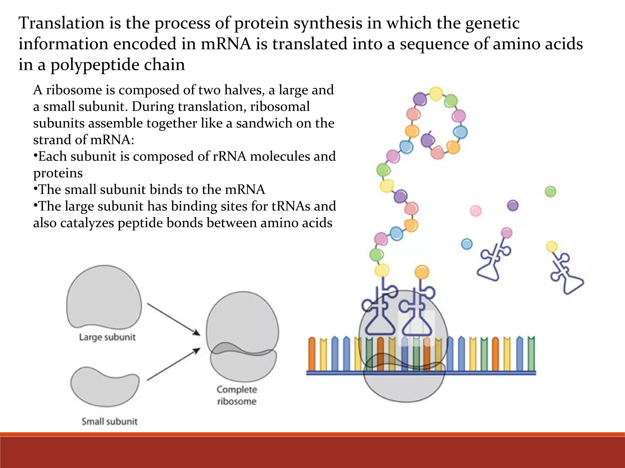 2.7 replication, transcription, translation | PPT