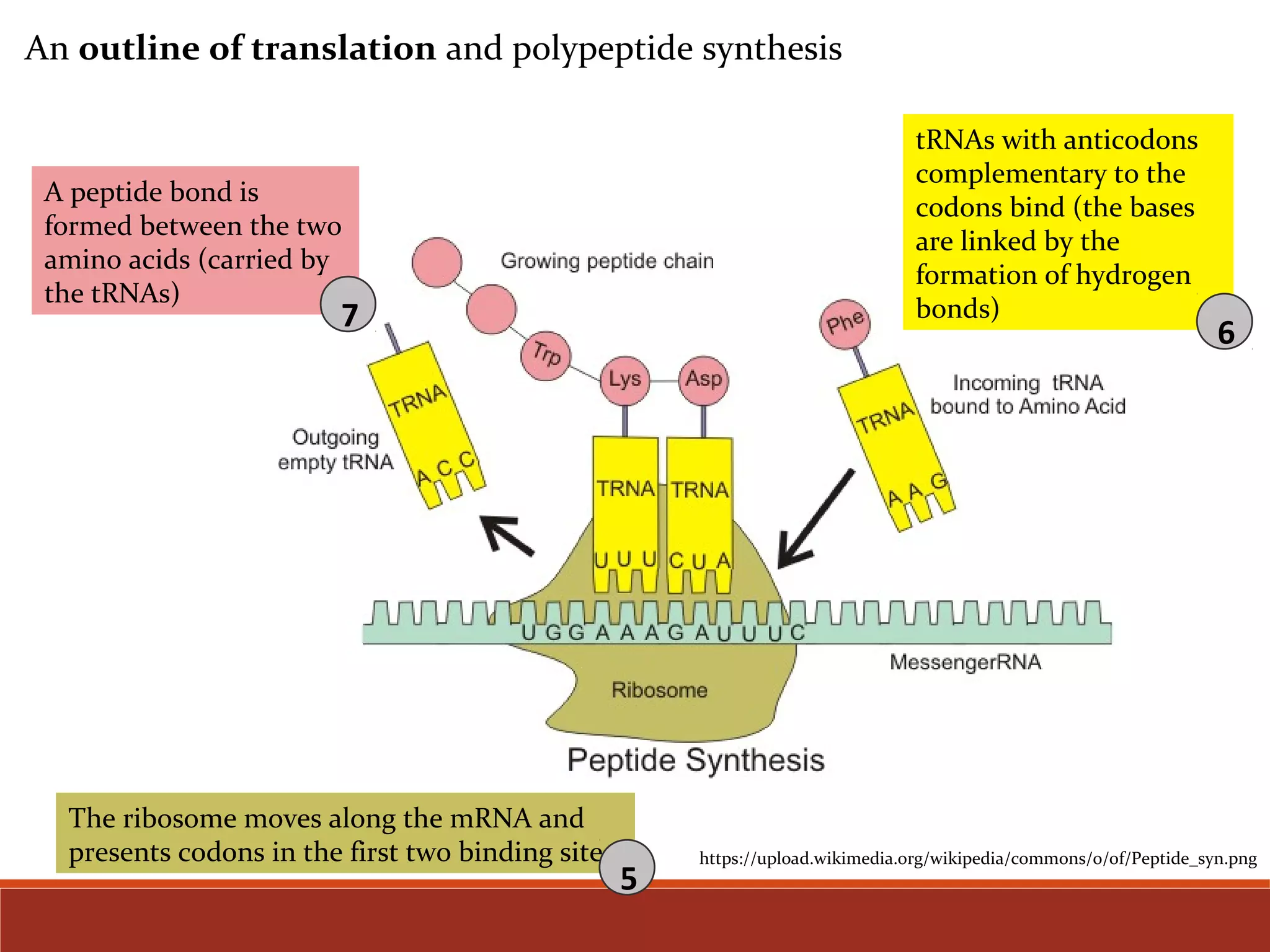 2.7 replication, transcription, translation | PPT