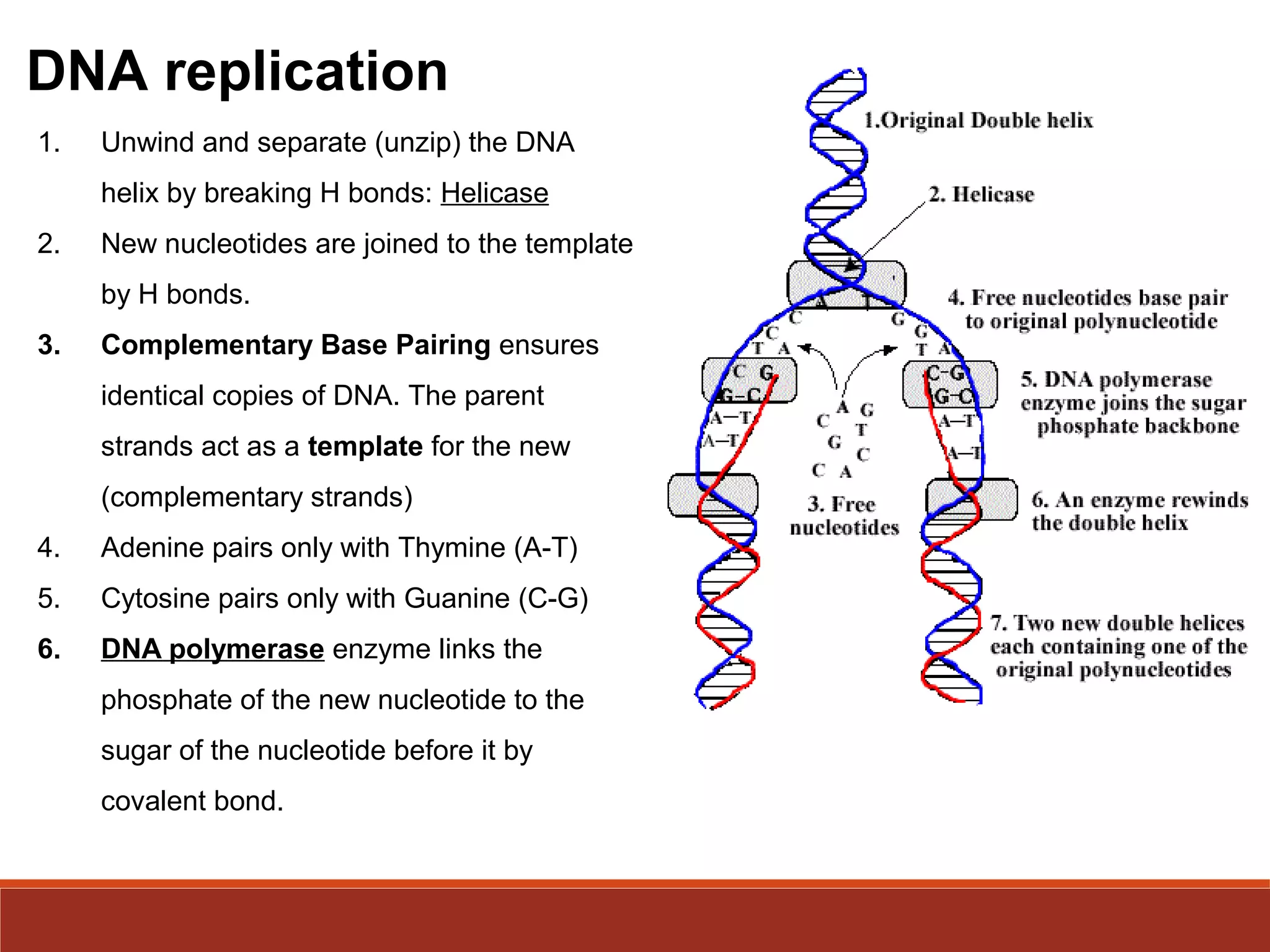 2.7 replication, transcription, translation | PPT