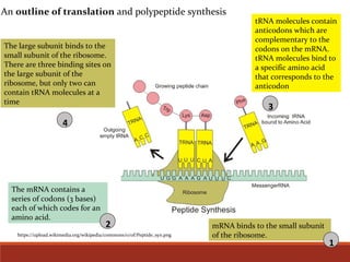 2.7 replication, transcription, translation | PPT