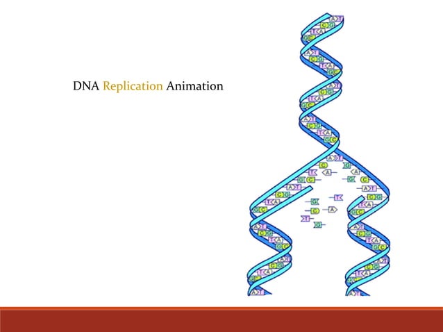 2.7 replication, transcription, translation | PPT | Programming Languages | Computing