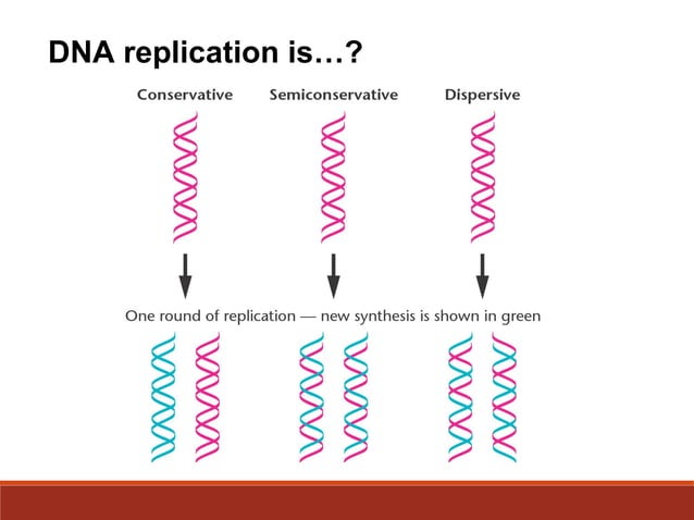 2.7 replication, transcription, translation | PPT | Programming Languages | Computing