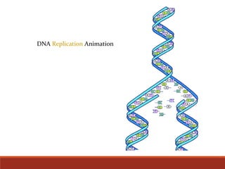 2.7 replication, transcription, translation | PPT