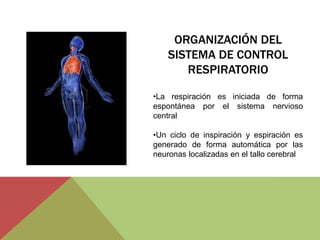 El control de la respiración | PPTX