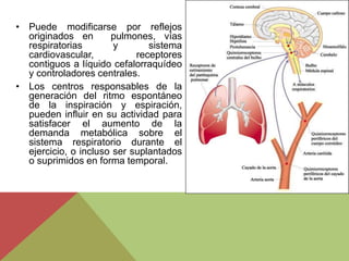 El control de la respiración | PPTX