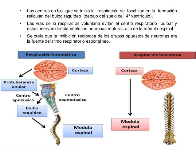 El control de la respiración