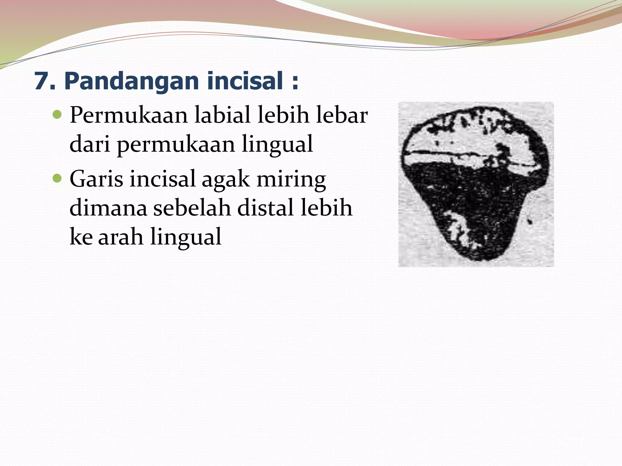 2. anatomi gigi insisivus sentral bawah kanan | PPTX