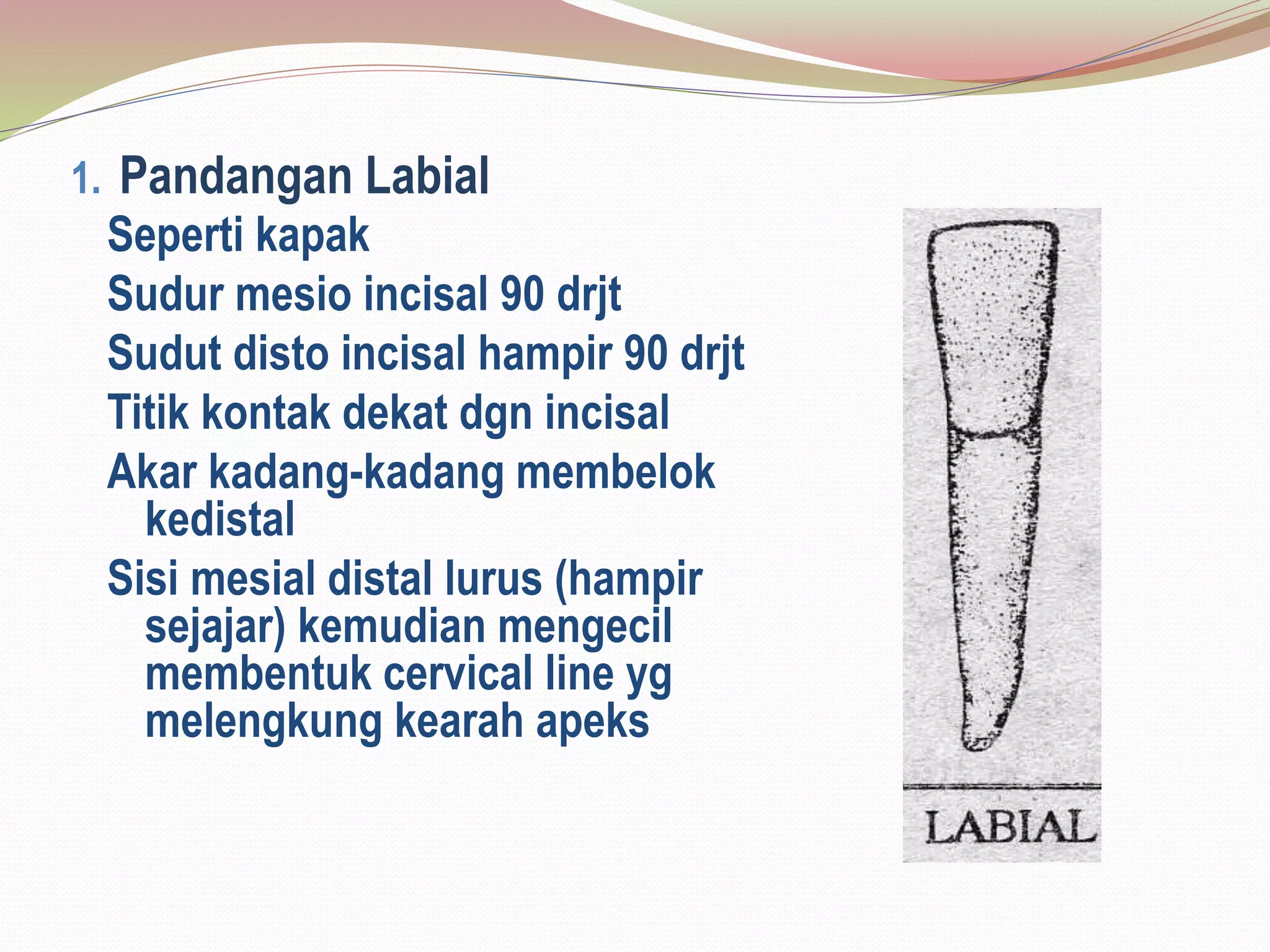 2. anatomi gigi insisivus sentral bawah kanan | PPTX