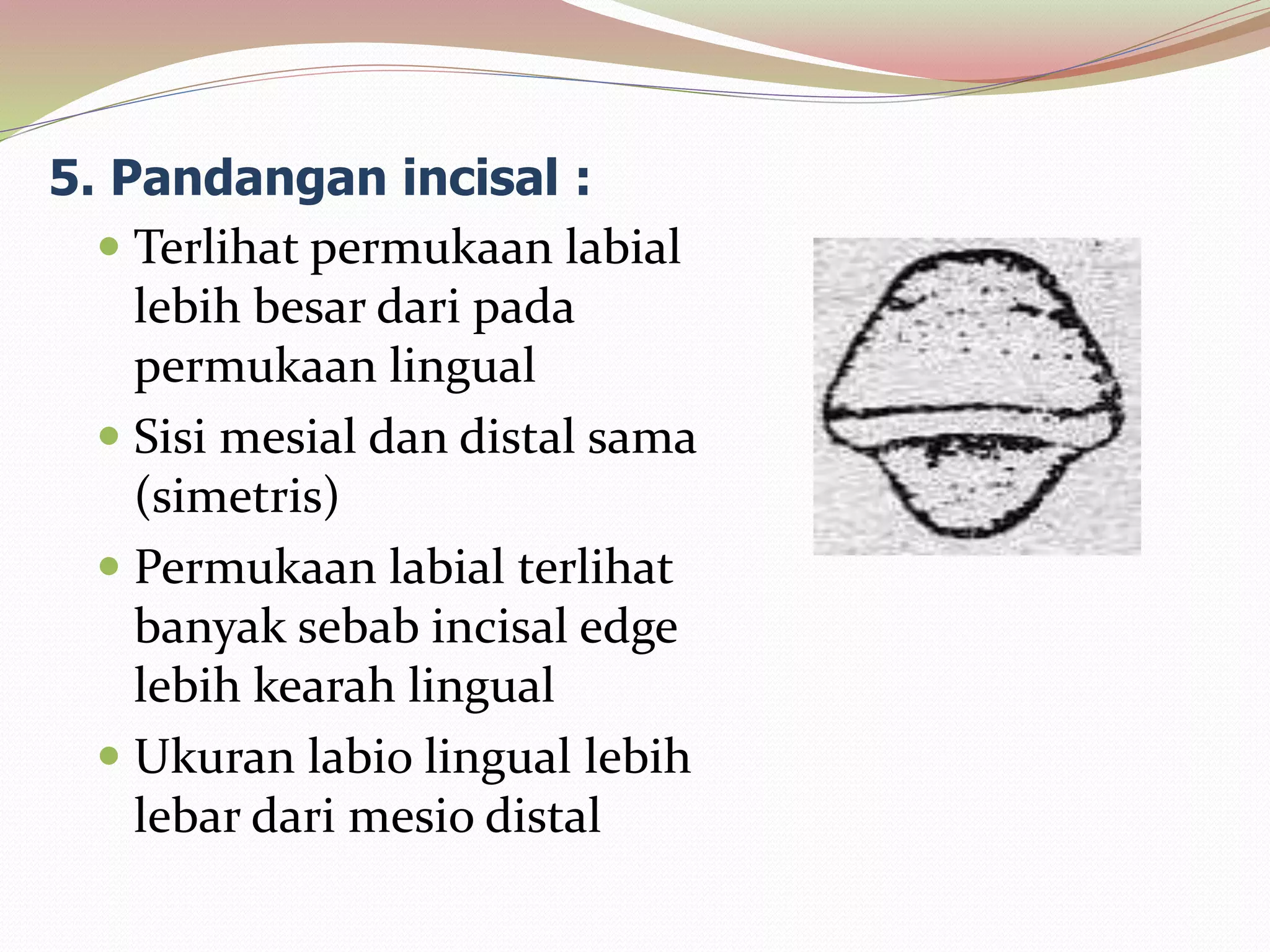 2. anatomi gigi insisivus sentral bawah kanan | PPTX