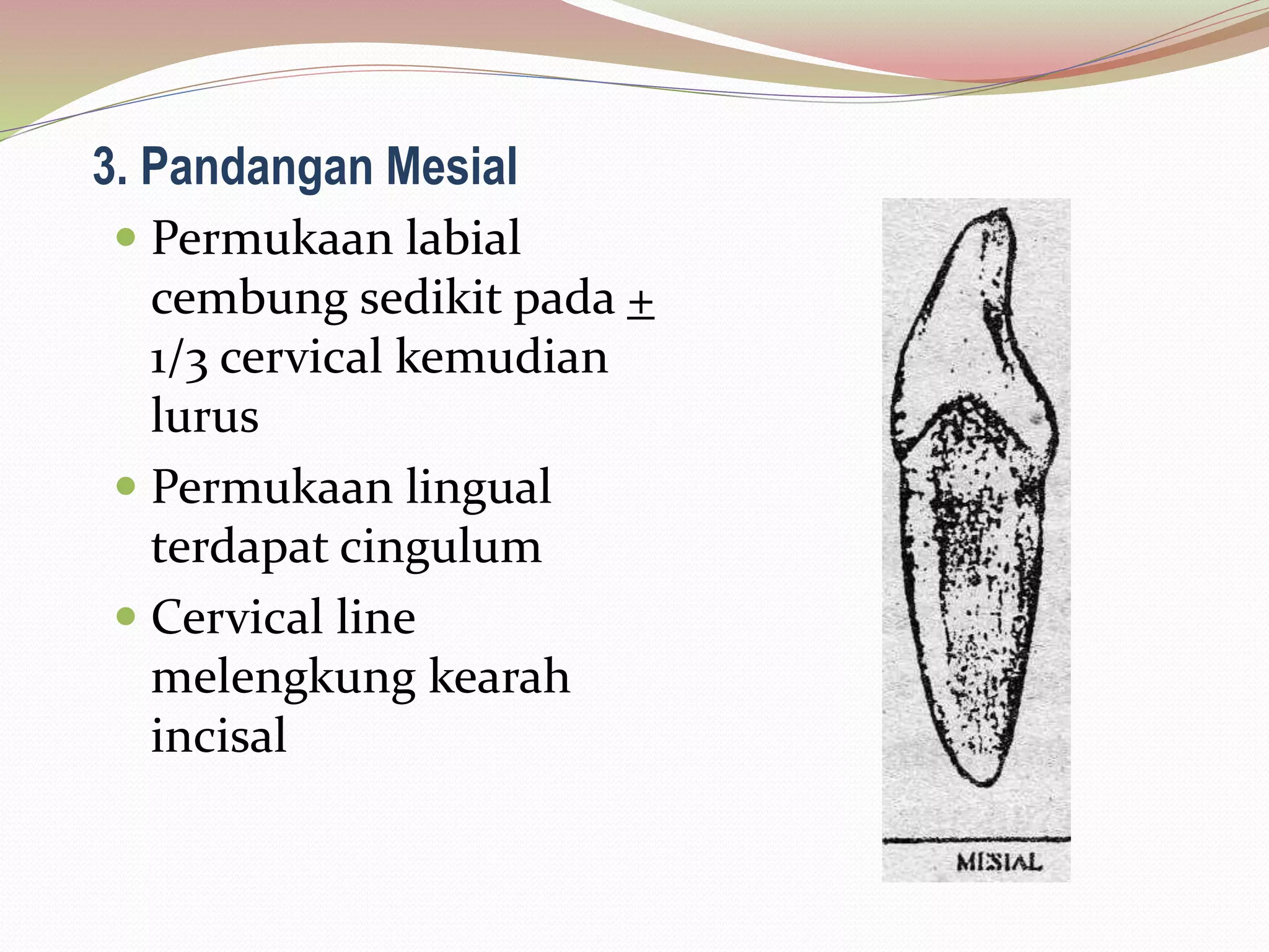 2. anatomi gigi insisivus sentral bawah kanan | PPTX