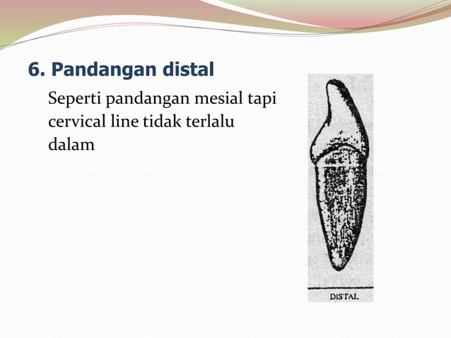 2. anatomi gigi insisivus sentral bawah kanan | PPTX