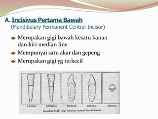 2. anatomi gigi insisivus sentral bawah kanan | PPT