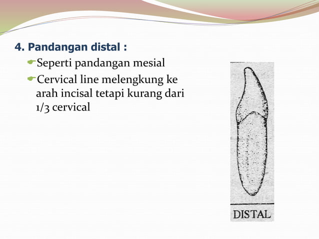2. anatomi gigi insisivus sentral bawah kanan | PPTX