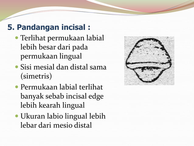 2. anatomi gigi insisivus sentral bawah kanan | PPTX