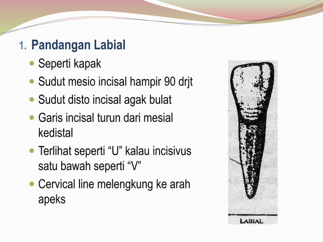 2. anatomi gigi insisivus sentral bawah kanan