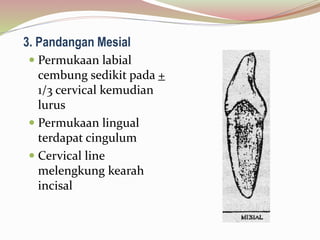 2. anatomi gigi insisivus sentral bawah kanan | PPTX