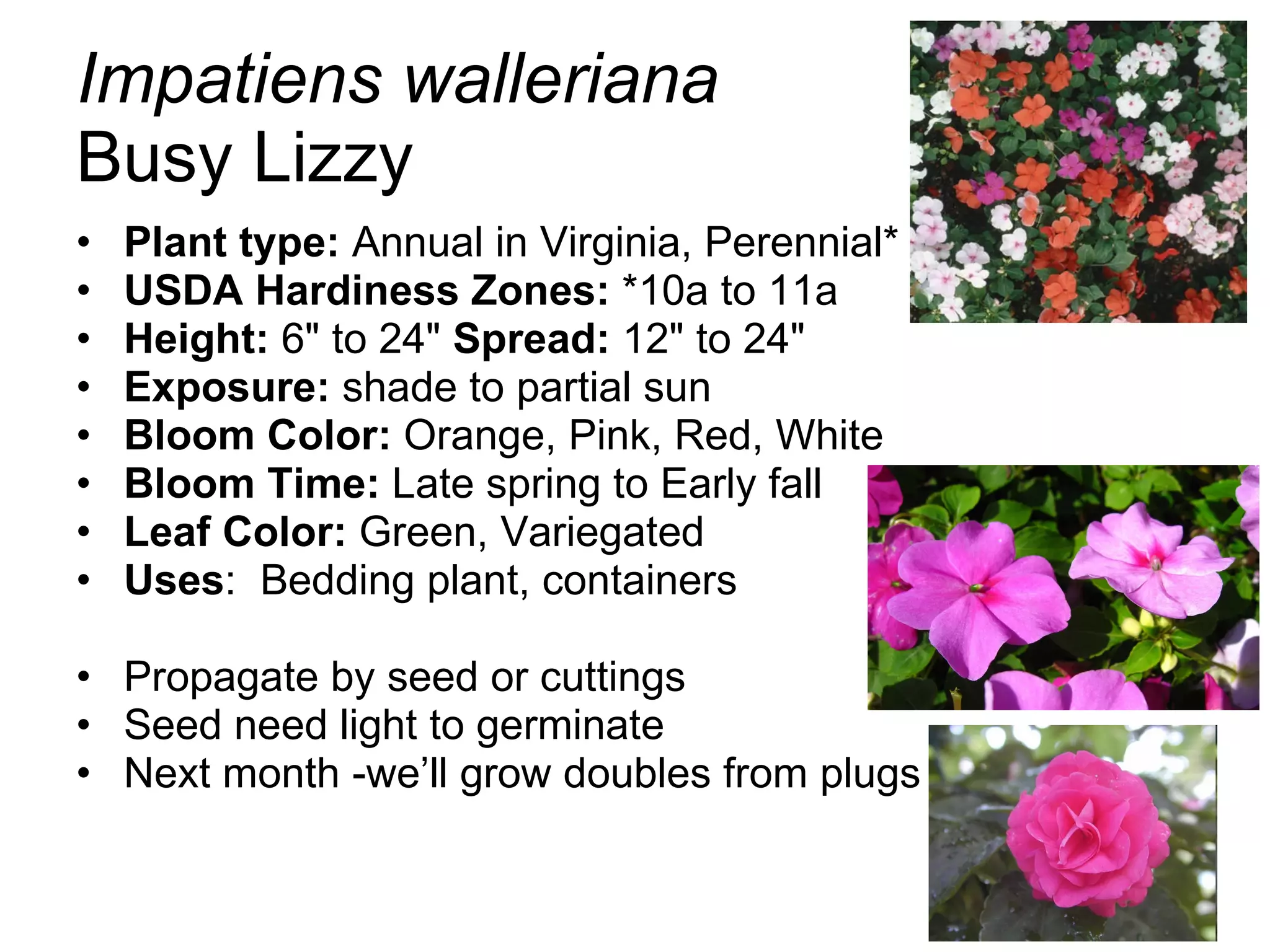 2 16 Seeds Germination Lifecycles | PPT