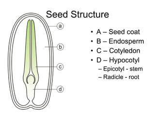 2 16 Seeds Germination Lifecycles | PPT