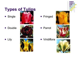2 16 Types Of Flowers | PPT