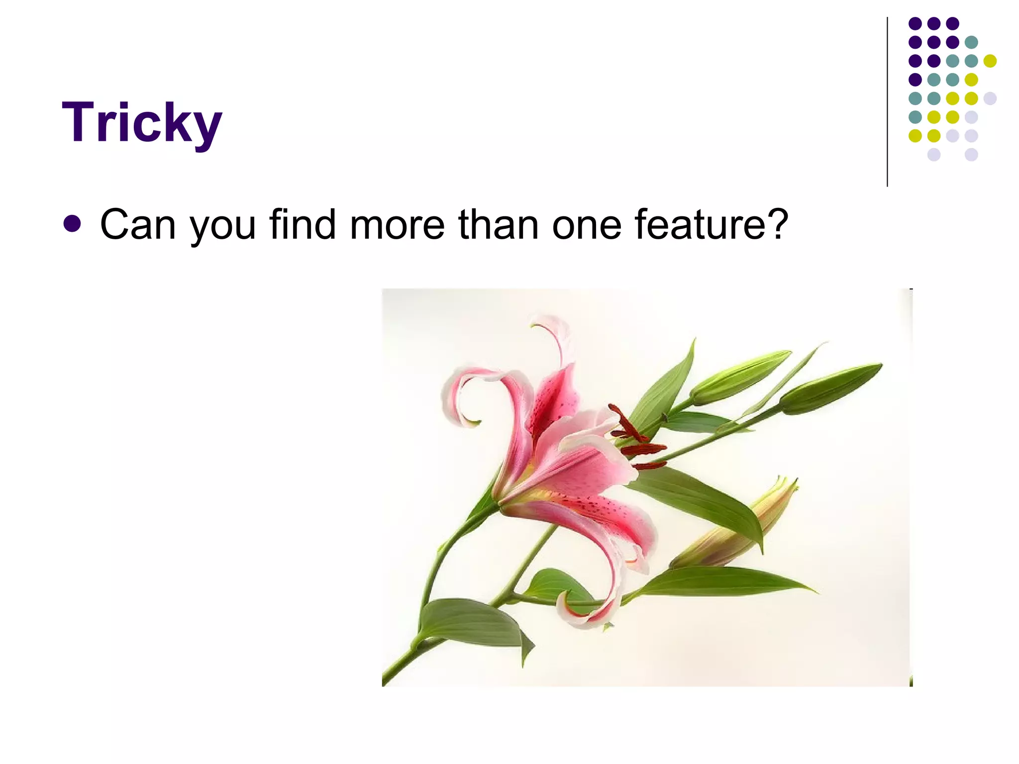 2 16 Types Of Flowers | PPT