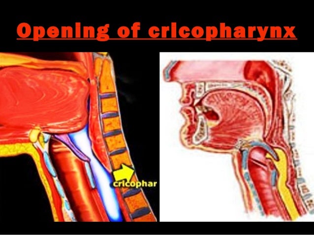 2. physiology of deglutition